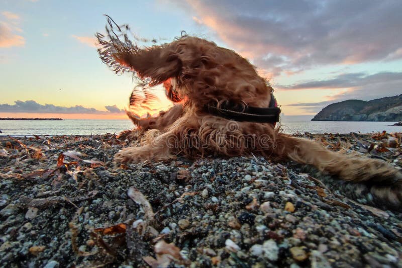 Happy Dog Cocker Spaniel Playing at the Beach at Sunset Stock Image ...