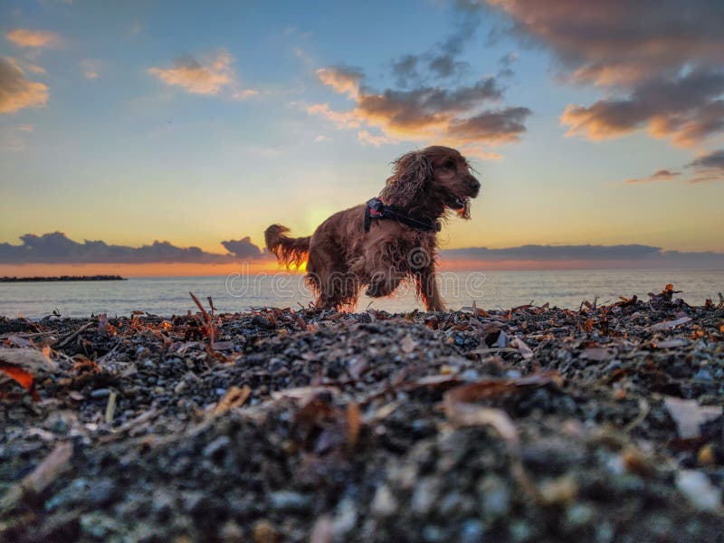 Happy Dog Cocker Spaniel Playing at the Beach at Sunset Stock Image ...