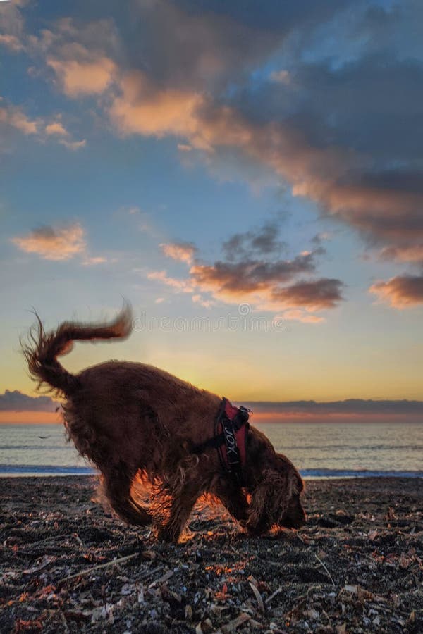 Happy Dog Cocker Spaniel Playing at the Beach at Sunset Stock Image ...