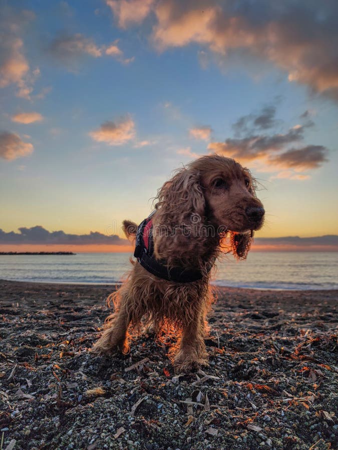 Happy Dog Cocker Spaniel Playing at the Beach at Sunset Stock Photo ...