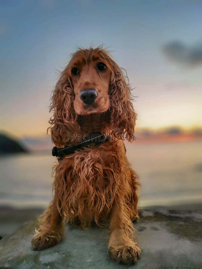 Happy Dog Cocker Spaniel Playing at the Beach at Sunset Stock Image ...