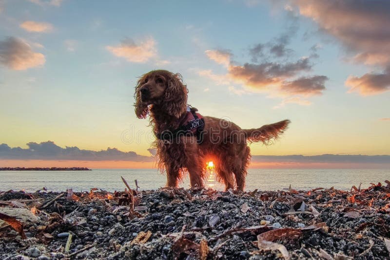 Happy Dog Cocker Spaniel Playing at the Beach at Sunset Stock Image ...
