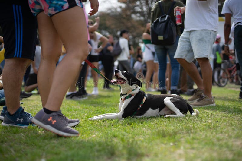 Happy Dog in a Concert in the Park Editorial Stock Image - Image of ...