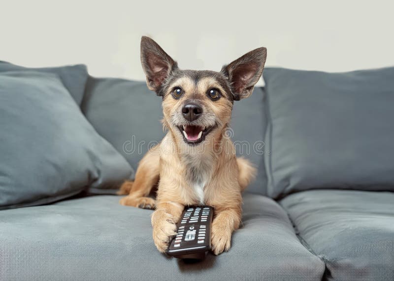 Happy Dog on Couch with Television Remote in Paws Stock Illustration ...