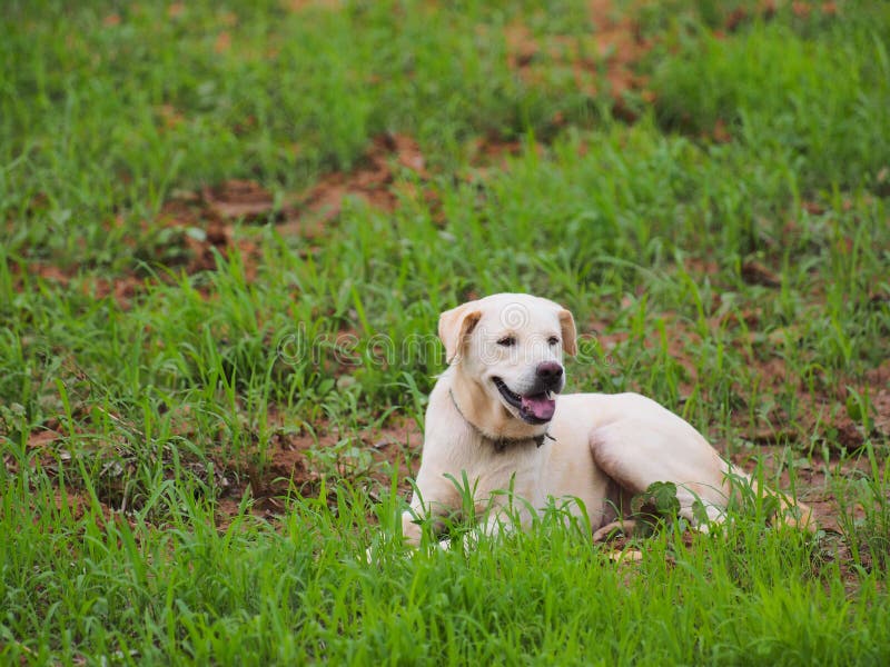 Happy Dog Cute Dog Sitting on the Grass . Stock Image - Image of hair ...
