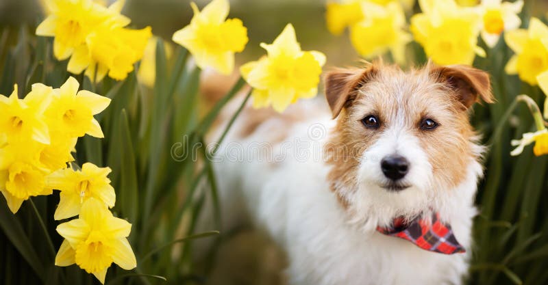 Happy Dog in Easter Daffodil Flowers, Spring Forward, Springtime Banner ...