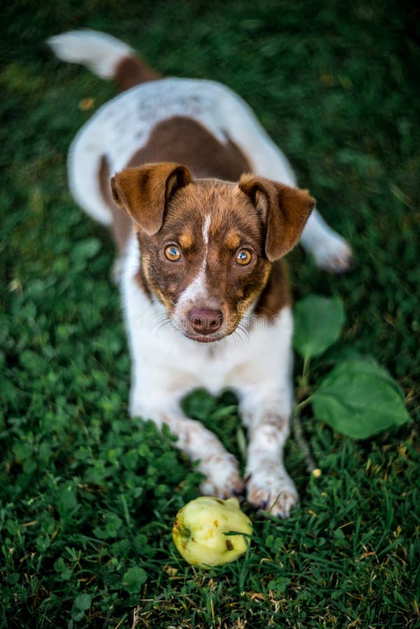 Happy dog eating apple stock image. Image of brown, friend - 77303821