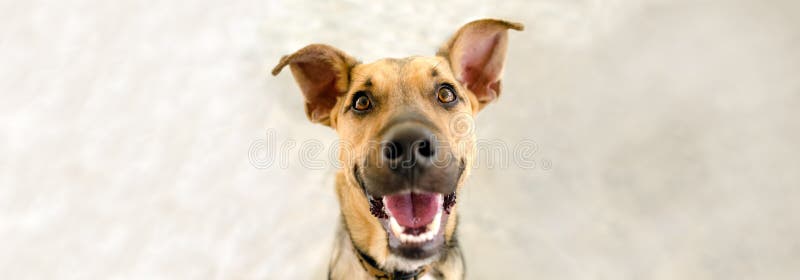 Happy Dog Excited Banner stock image. Image of puppy - 247858873