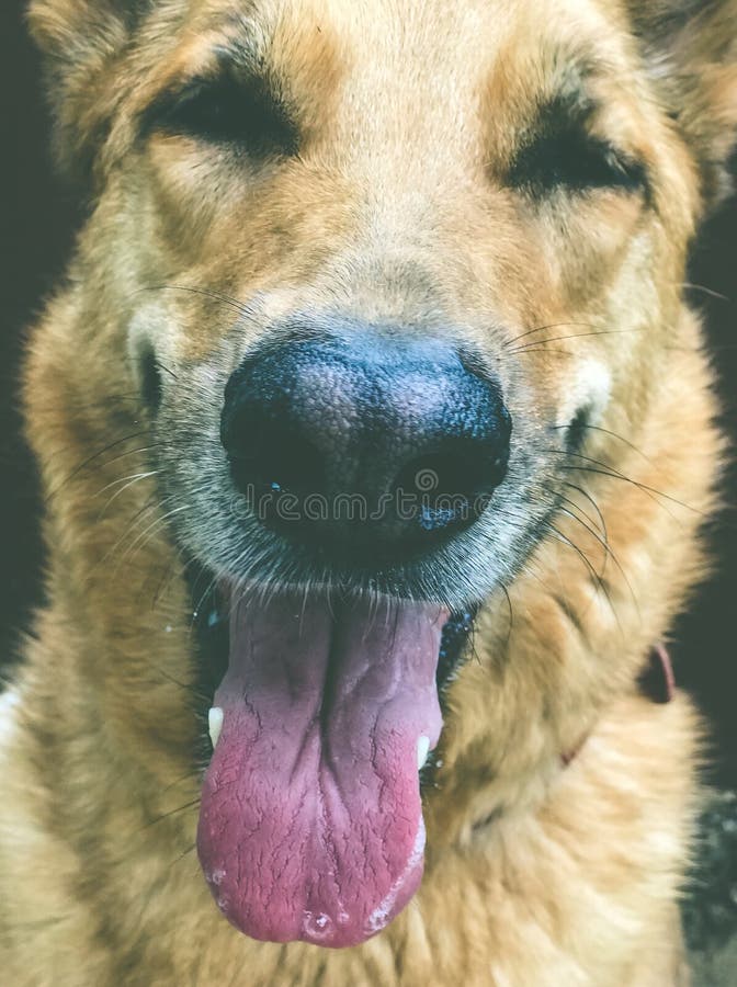 Happy dog face stock photo. Image of happy, tongue, german - 169447370