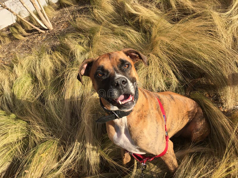 Happy dog in fall grass stock image. Image of national - 106361261