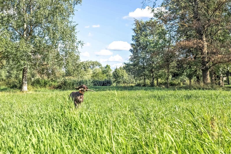 A Happy Dog Fetching a Big Stick Stock Image - Image of canine, fetch ...