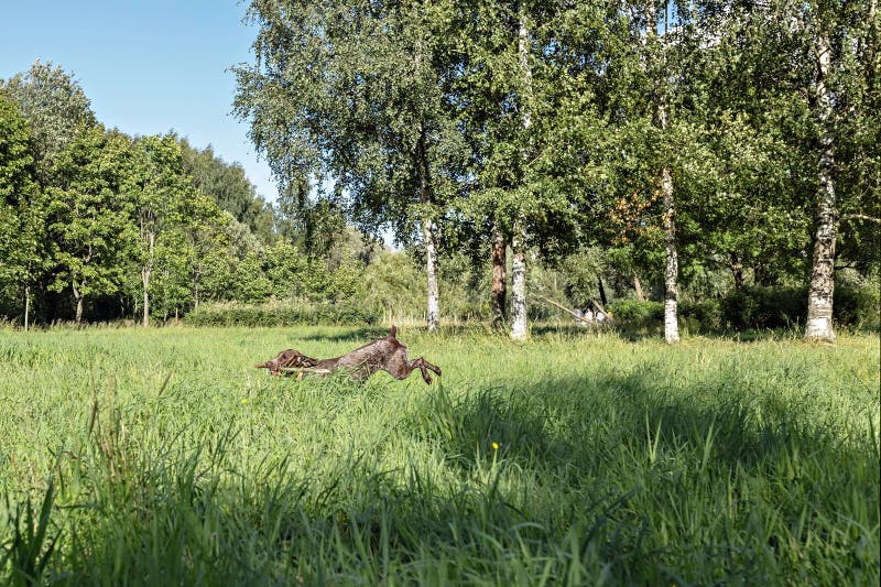 A Happy Dog Fetching a Big Stick Stock Image - Image of outdoor ...