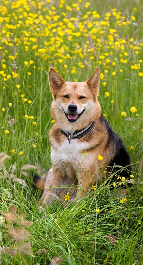 Dog in the field stock image. Image of missing, cute - 68400379