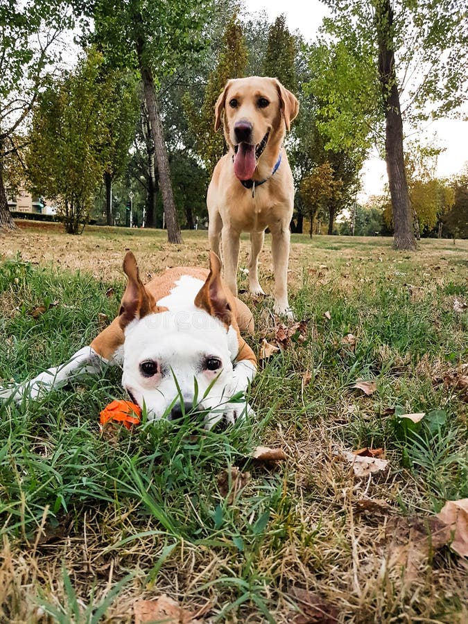 Happy dog friends stock photo. Image of mouth, animal - 109508880