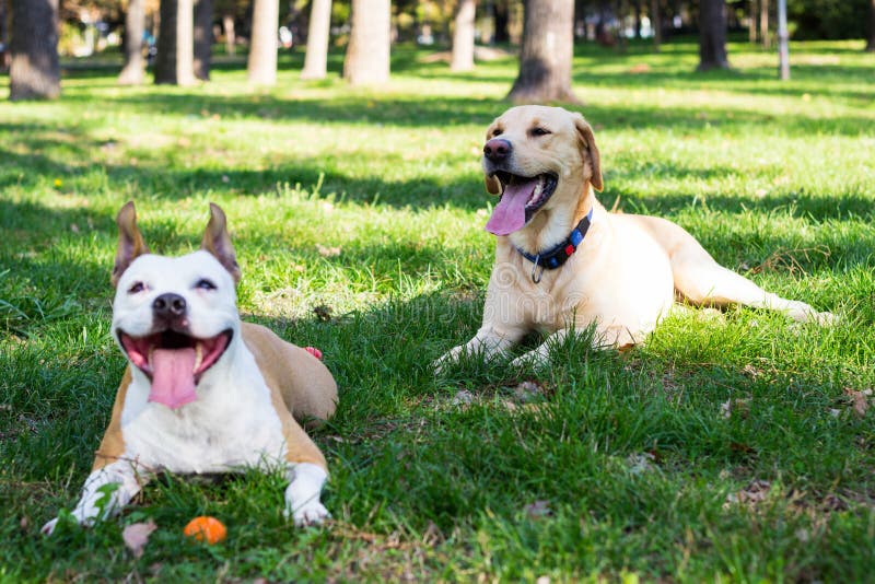 Two buddies stock image. Image of friendship, nature - 109509187