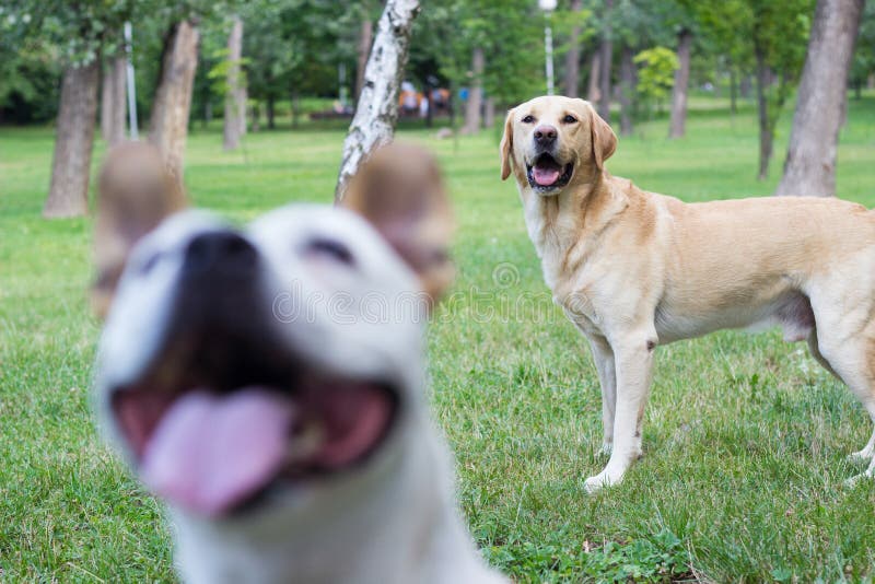 Happy Dog Friends Playing in the Park Stock Photo - Image of lifestyle ...