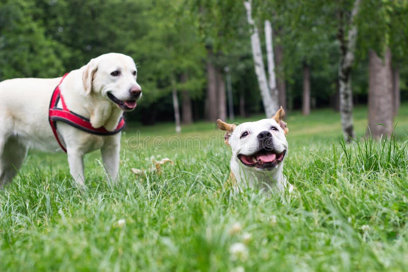 Happy Dog Friends Playing in the Park Stock Image - Image of friendship ...