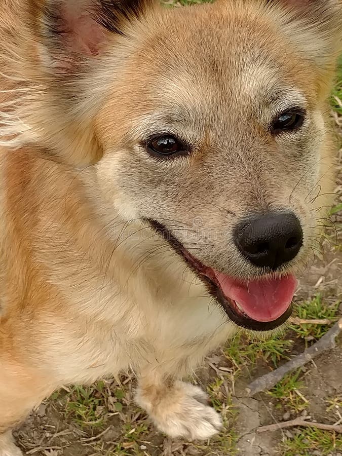 Happy dog editorial photo. Image of smile, happy, lucky - 101672796