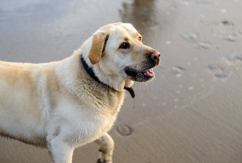 Happy Dog stock photo. Image of animal, beach, labrador - 48875644