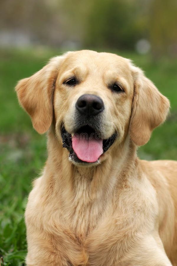 Happy dog Golden Retriever stock photo. Image of nice - 67826144