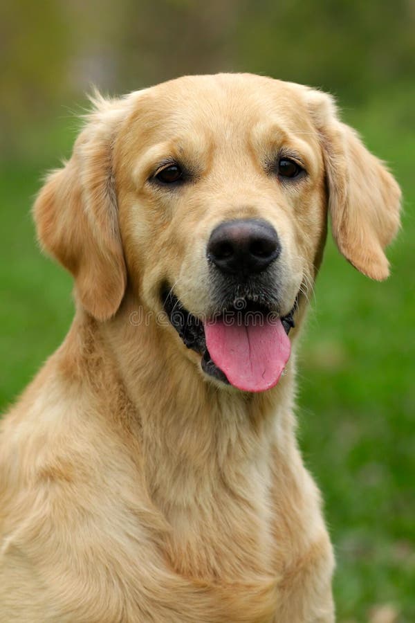 Happy dog Golden Retriever stock image. Image of cheerful - 67825909