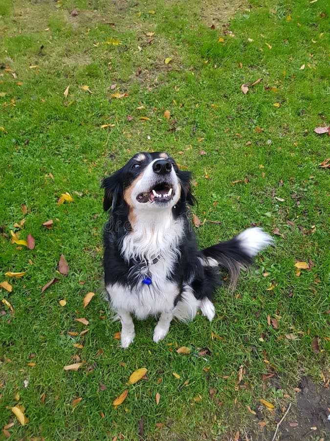 Happy stock image. Image of grass, happy, smiling, collie - 104505223