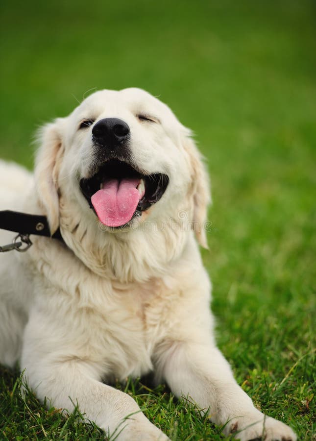 58,171 Cute Happy Smiling Dog Stock Photos - Free & Royalty-Free Stock ...