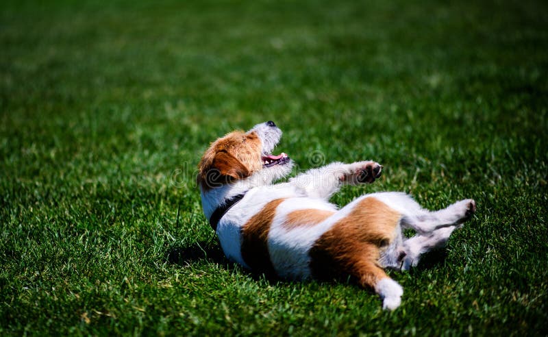 Happy Dog on green grass stock photo. Image of face - 153467394
