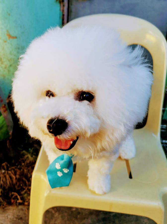 Happy dog in the house stock photo. Image of happy, house - 172564978