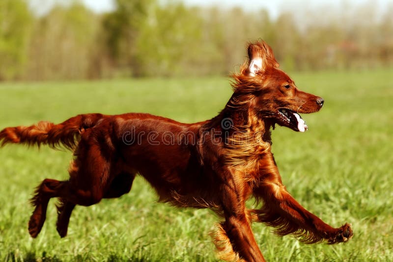 Happy Dog Irish Setter Jumping Stock Photos - Free & Royalty-Free Stock ...