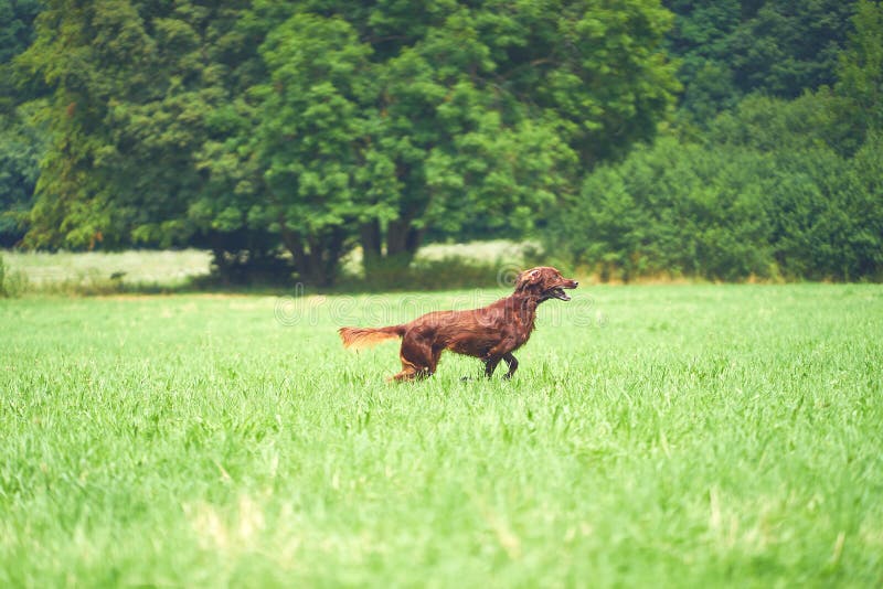 Happy Dog Irish Setter Running on the Grass in Summer Stock Photo ...