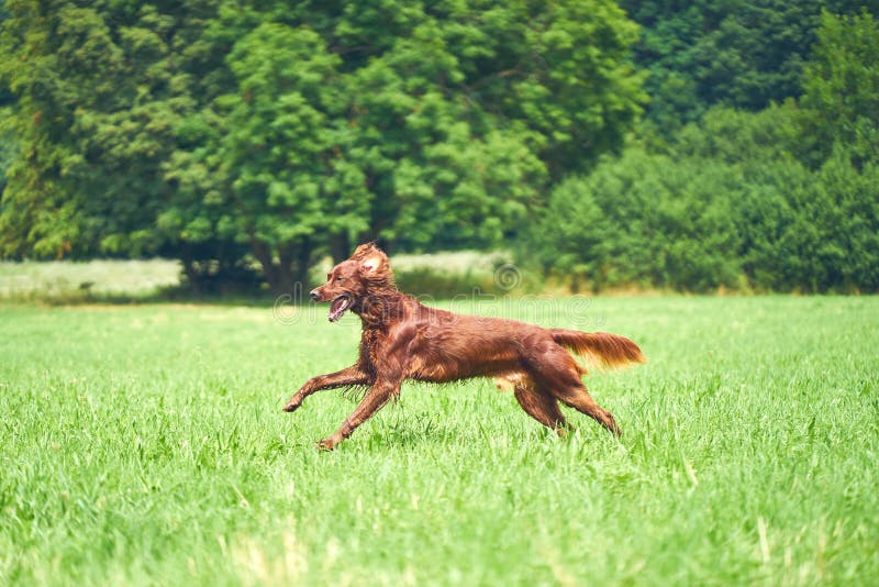 Happy Dog Irish Setter Running on the Grass in Summer Stock Photo ...
