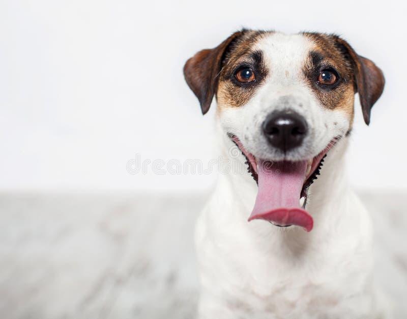 Happy dog jack russell stock photo. Image of young, portrait - 288593716