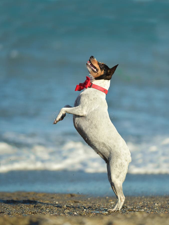 Happy Dog Jumping Up in the Water Stock Image - Image of shore, jumping ...