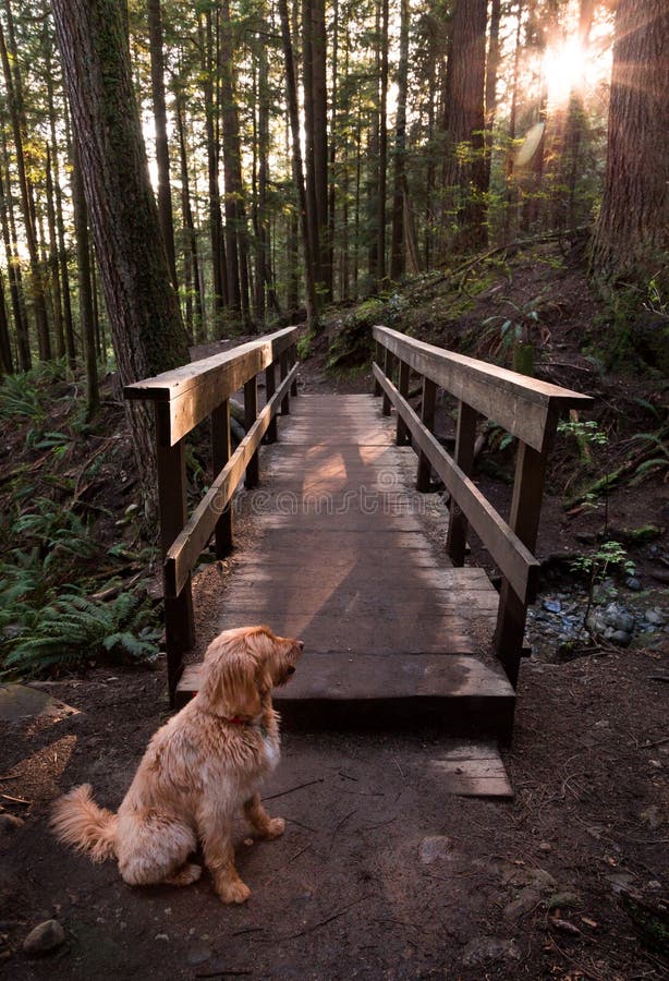 Happy Dog, Labradoodle, Going for a Forest Walk. Stock Photo - Image of ...
