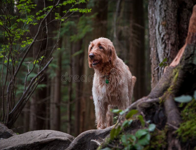 Happy Dog, Labradoodle, Going for a Forest Walk. Stock Image - Image of ...