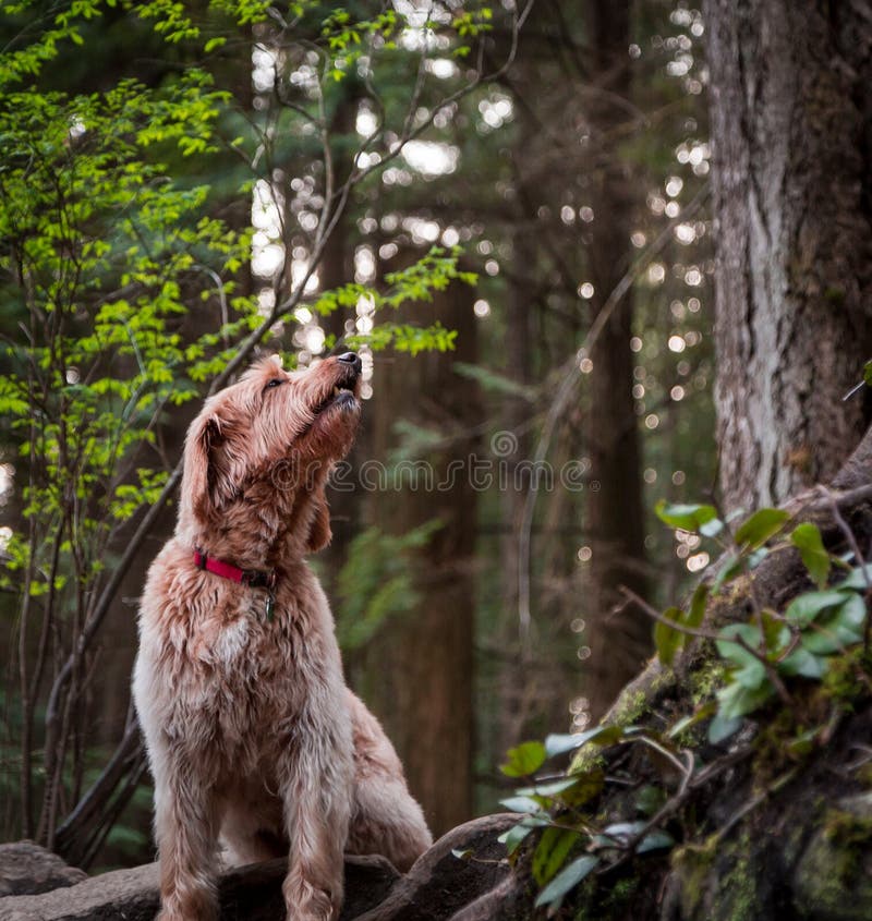 Happy Dog, Labradoodle, Going for a Forest Walk. Stock Photo - Image of ...