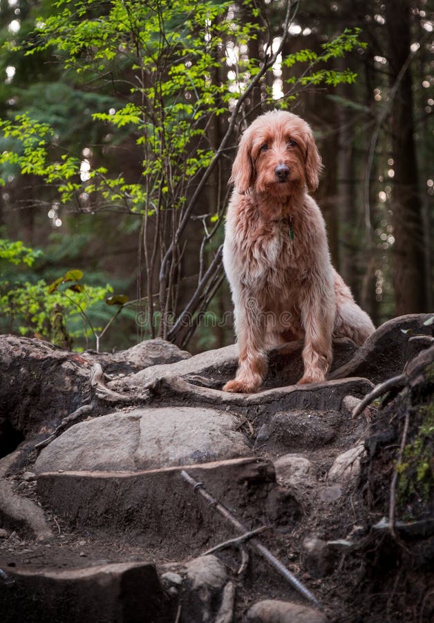 Happy Dog, Labradoodle, Going for a Forest Walk. Stock Image - Image of ...