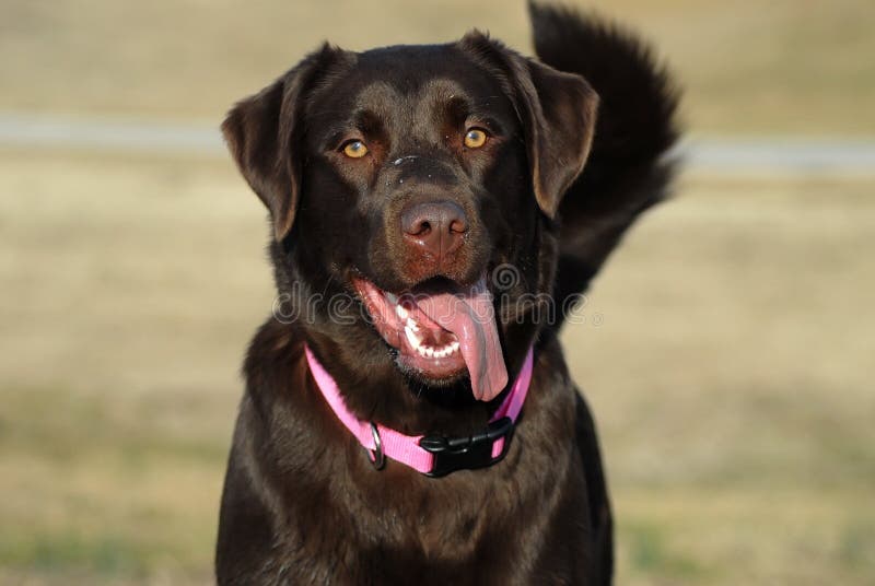 Happy Dog Labrador Retriever Stock Photo - Image of blur, collar: 13180622