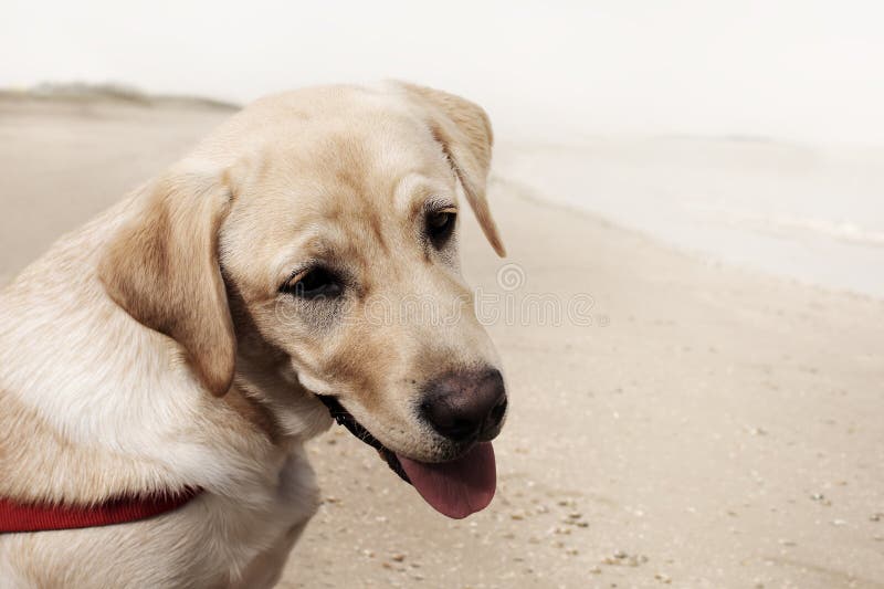 A Happy Dog Looking Curiously at the Sea Stock Photo - Image of ...
