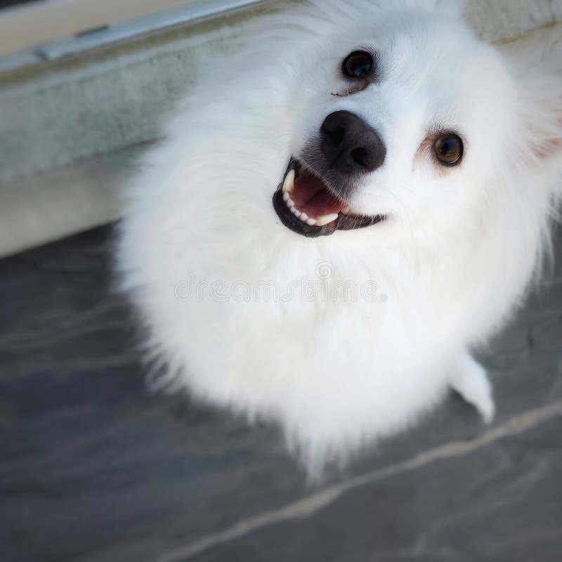 Happy dog looking up stock image. Image of mammal, looking - 217917657