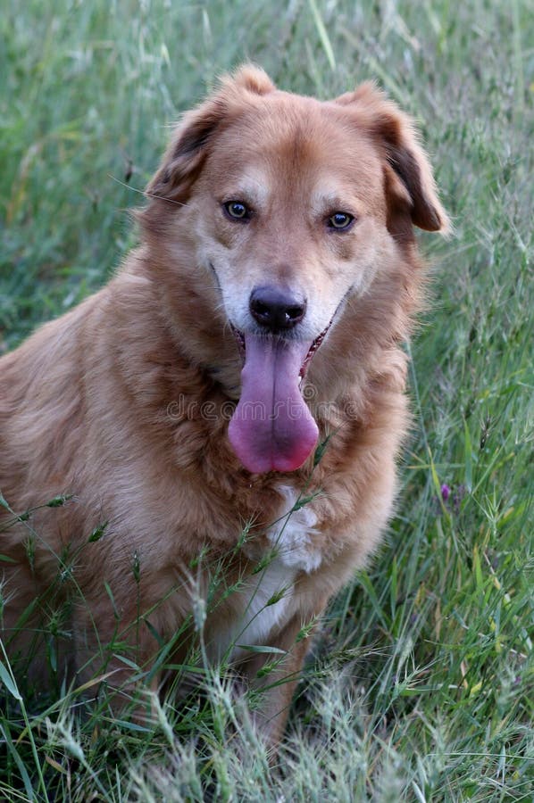 A Happy Dog on a Nature Walk Stock Image - Image of park, animal: 119860623