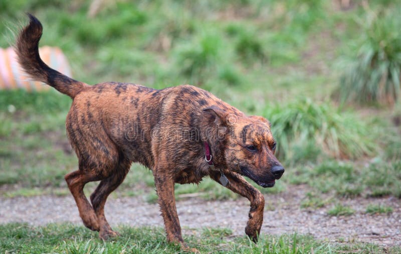 Happy dog near a mud hole stock photo. Image of canine - 23907070
