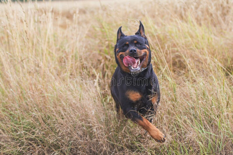 Rottweiler dog jumping up stock photo. Image of protection - 30921090