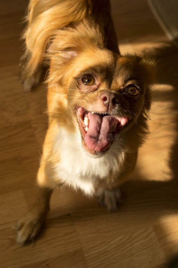 Happy Dog Pines for Master stock image. Image of feed - 26120741