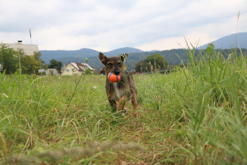 Happy Dog stock image. Image of canines, friend, canine - 78885575