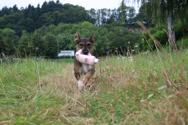 Happy Dog stock photo. Image of green, happiness, dogs - 78885402