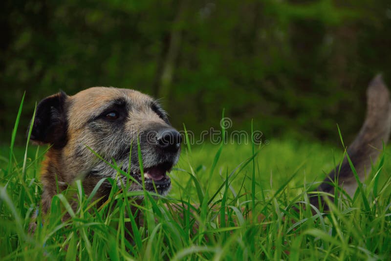 Happy Dog Playing in a Grass Field Stock Photo - Image of leisure ...