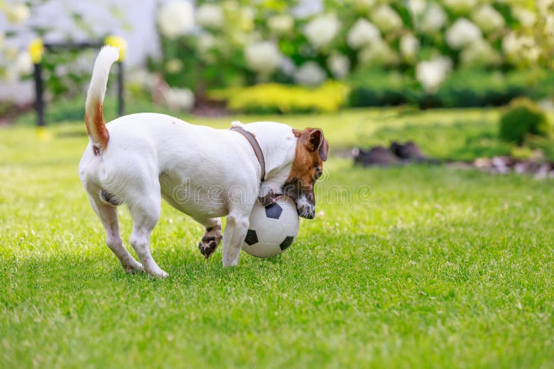 Happy dog playing outside, stock image. Image of good - 99832559