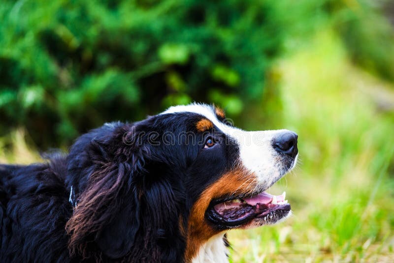 Happy Dog Playing Outside Smiles Stock Image - Image of outdoors, face ...